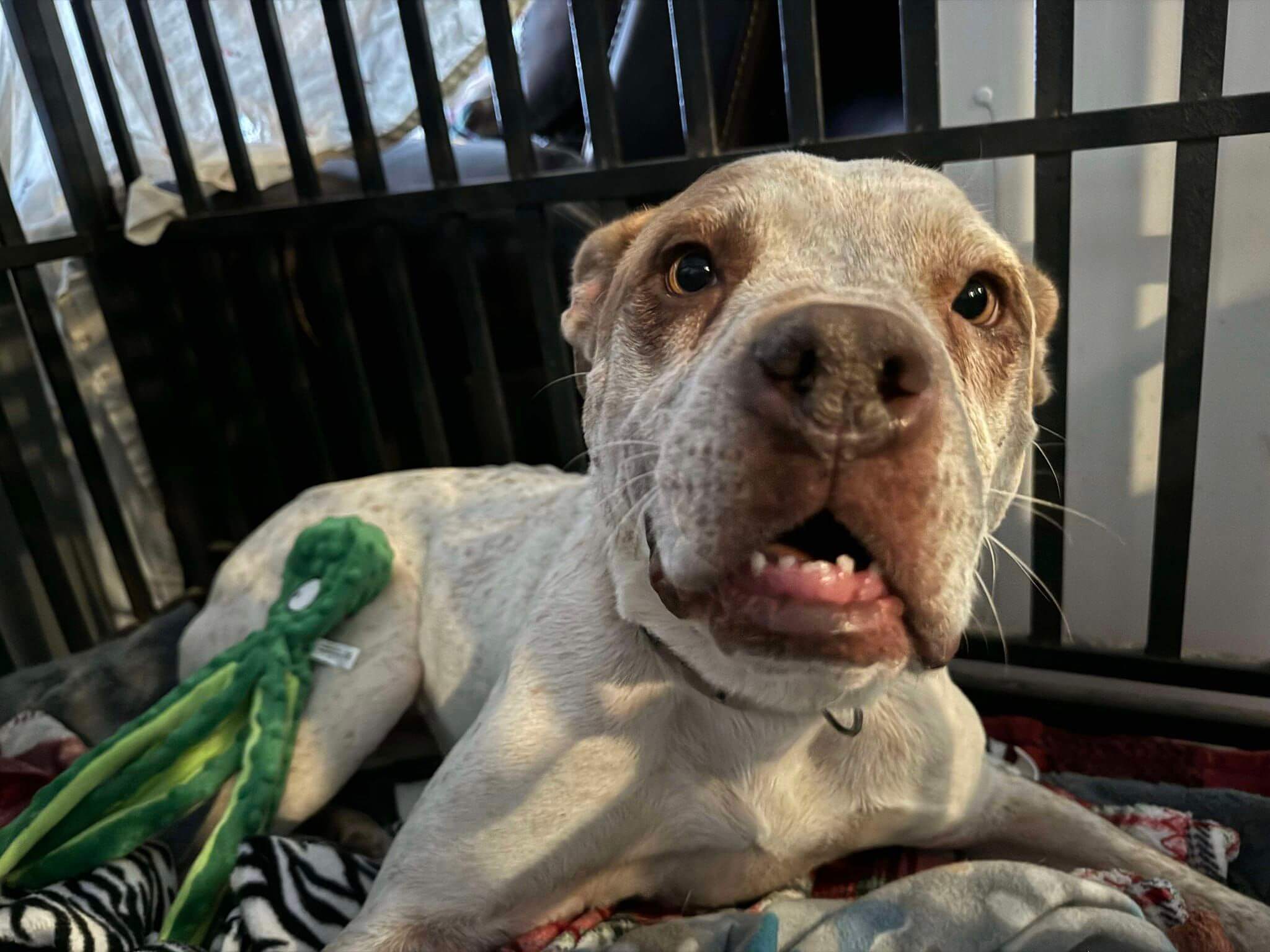 Myla Rose – Team Mikhal